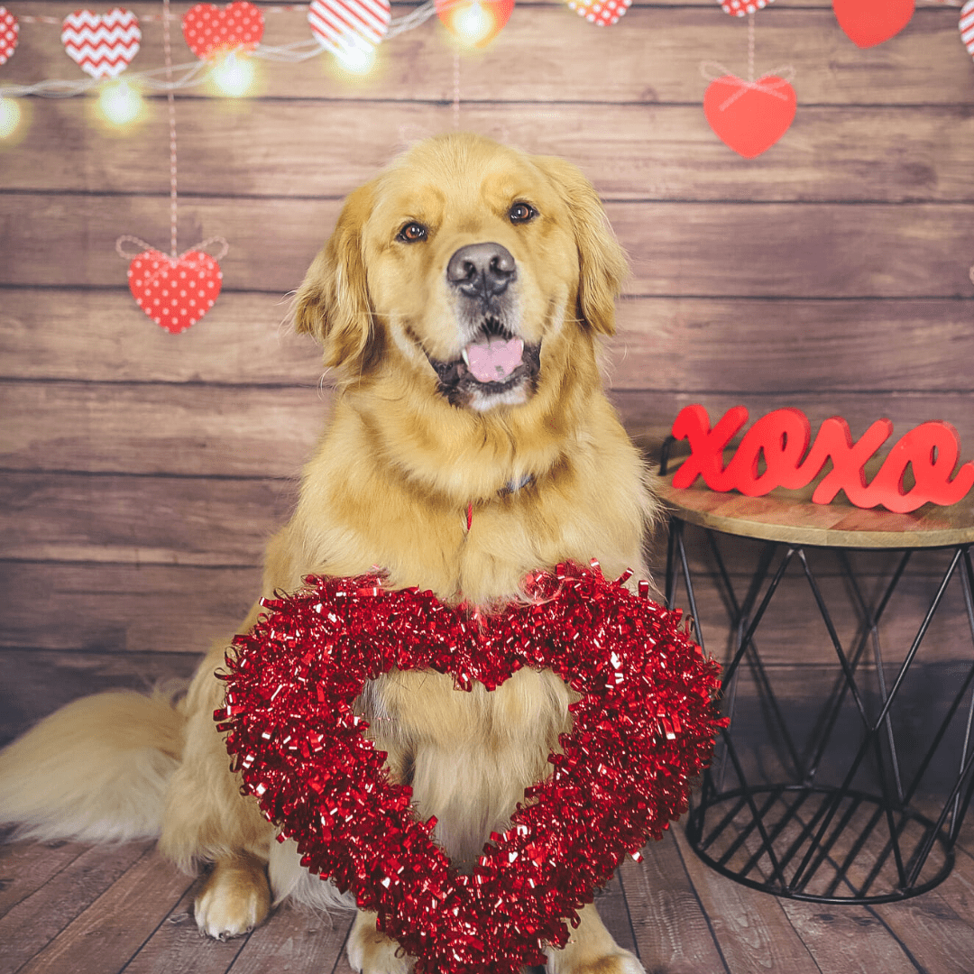 ABOUT - Quarry Dog Daycare