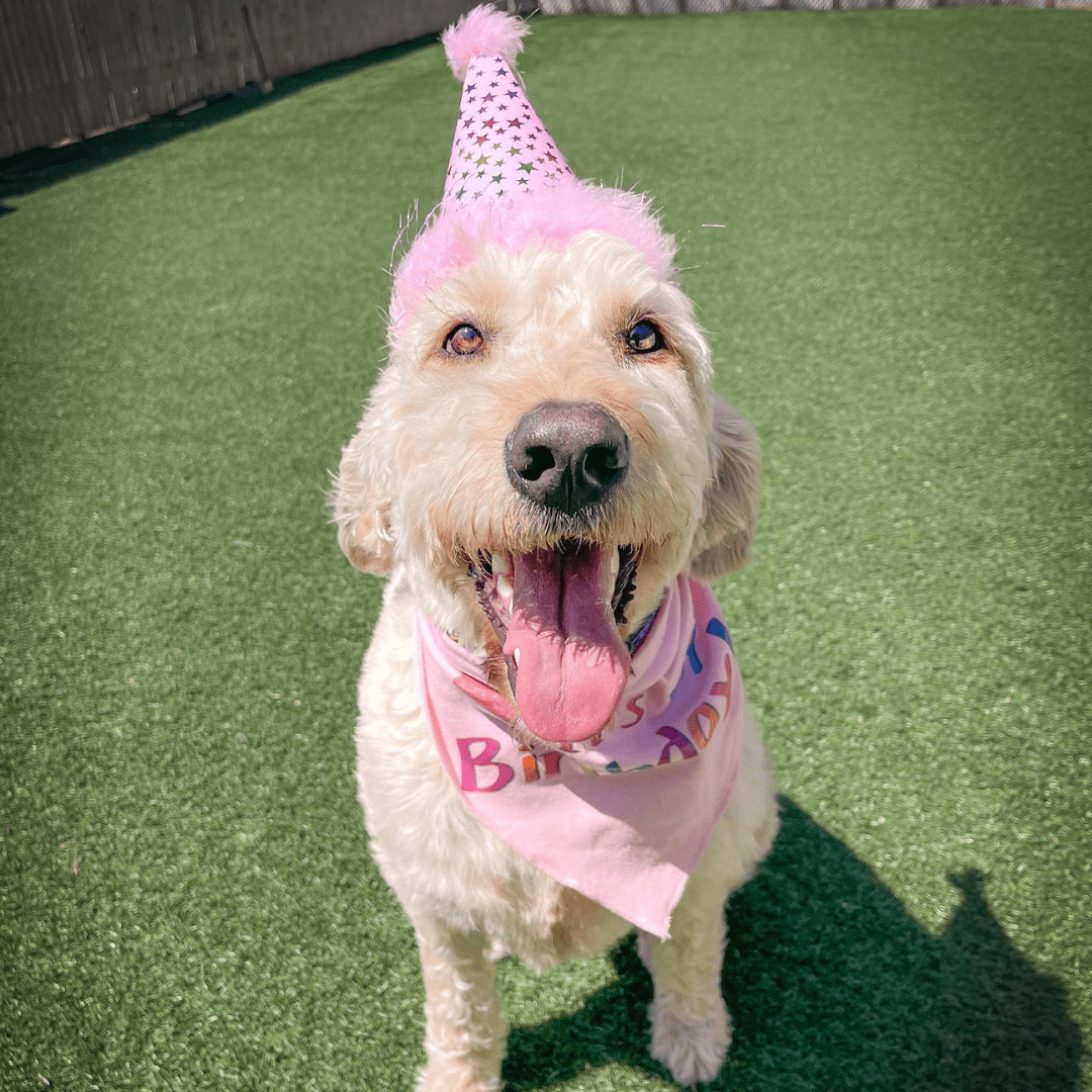 ABOUT - Quarry Dog Daycare