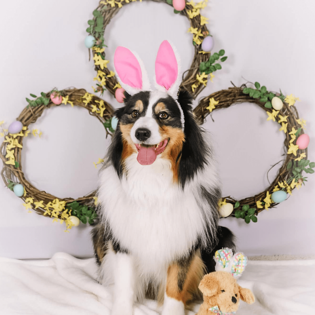 ABOUT - Quarry Dog Daycare