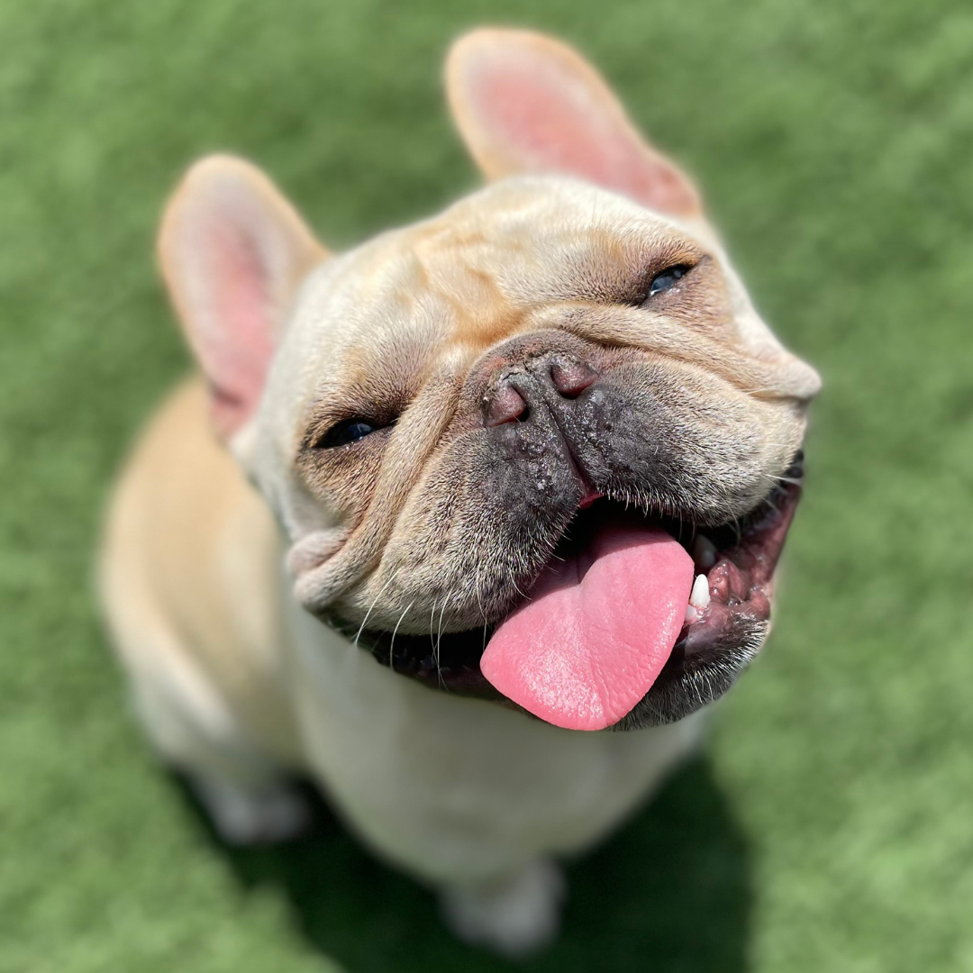 HOME - Quarry Dog Daycare