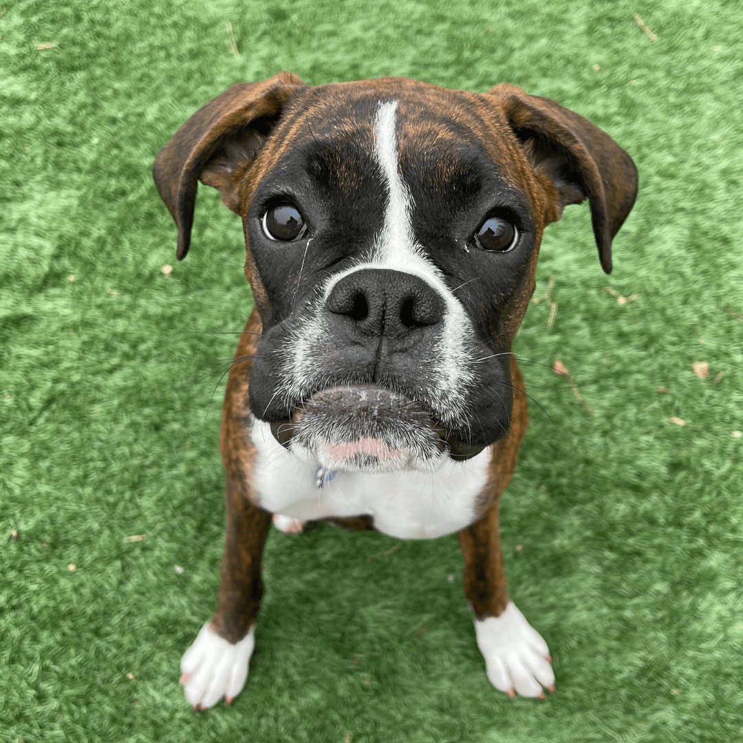 ABOUT - Quarry Dog Daycare