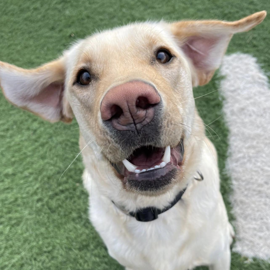 HOME - Quarry Dog Daycare