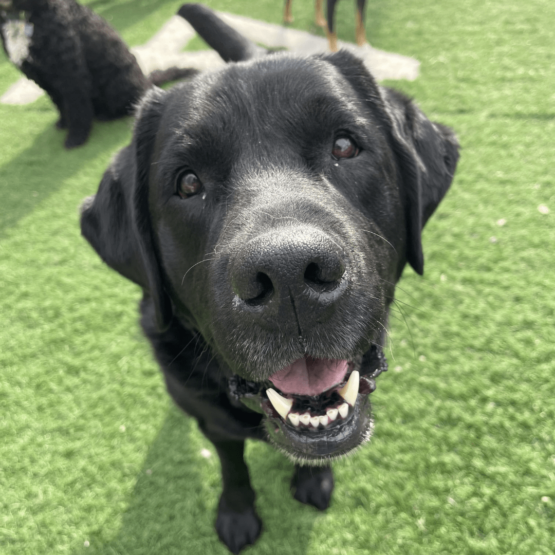 ABOUT - Quarry Dog Daycare