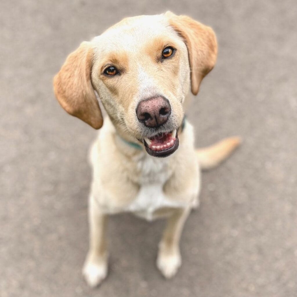 HOME - Quarry Dog Daycare